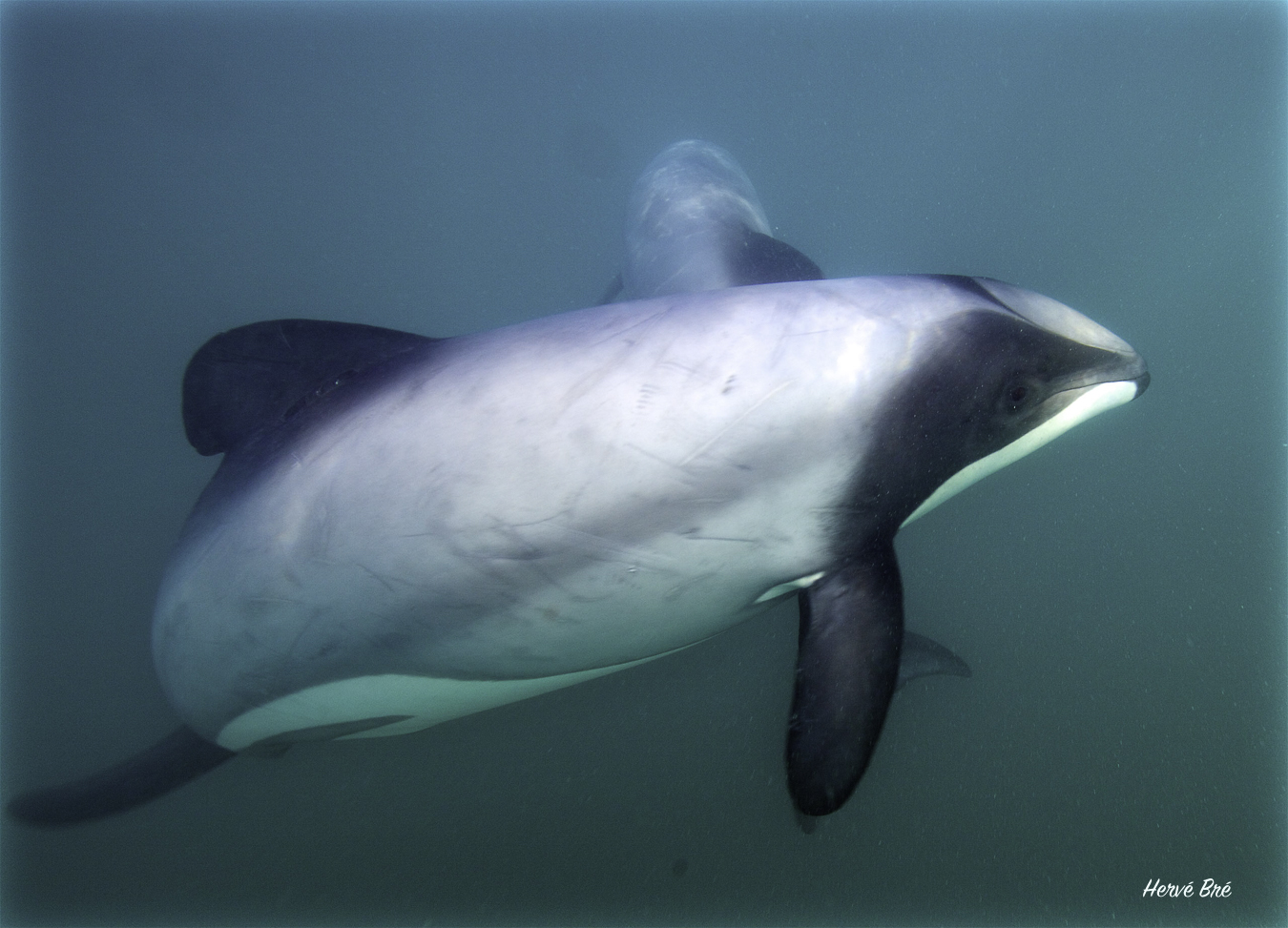 Swimming with Hector's Dolphins in Akaroa • EnezGreen