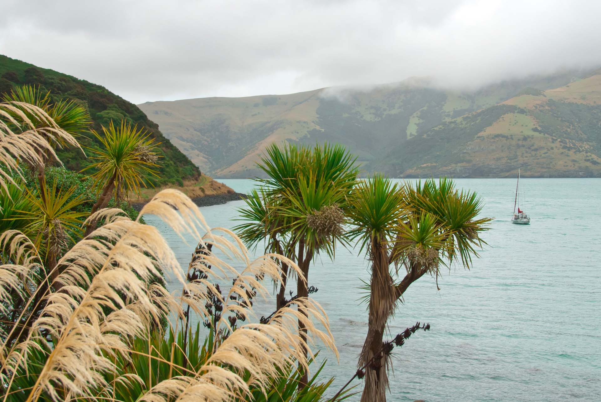 Swimming with Hector's Dolphins in Akaroa • EnezGreen