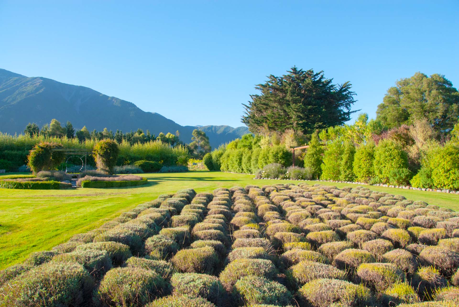 Lavender farm cottages Lavendyl in Kaikoura • EnezGreen