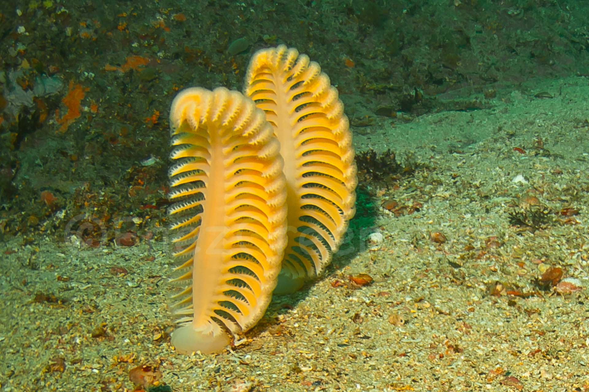 Diving in the Doubtful Sound marine reserve • EnezGreen